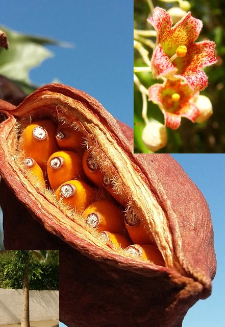 RARE PLANT BUTTRESSED trunk Kurrajong BRACHYCHITON POPULNEUS tree, 15 ...
