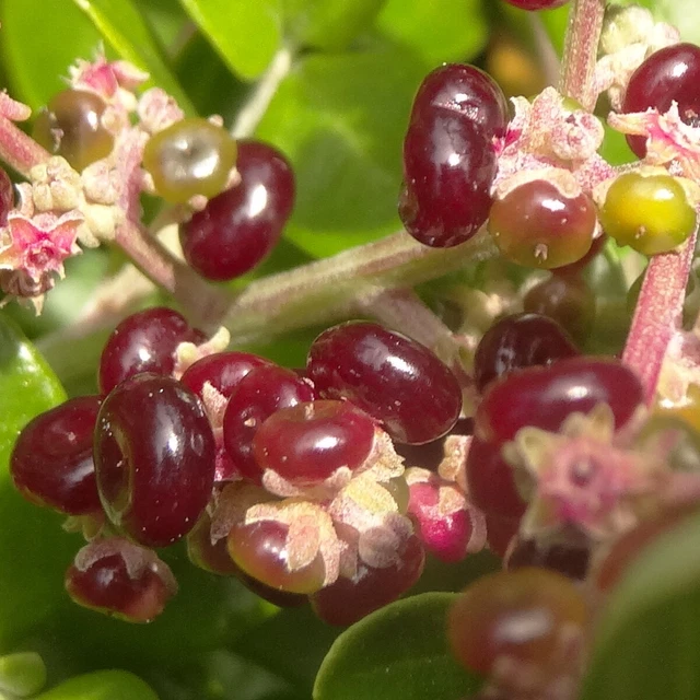 20 X NATIVE DWARF BERRY SALT BUSH SEED-EDIBLE-GARDEN BUSH TUCKER SHRUB ...