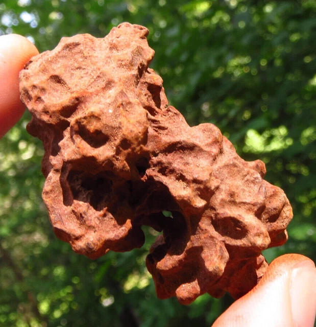 COPROLITE POWERFUL GROUNDING Fossil Natural Fossilized Dinosaur Dung *5 ...