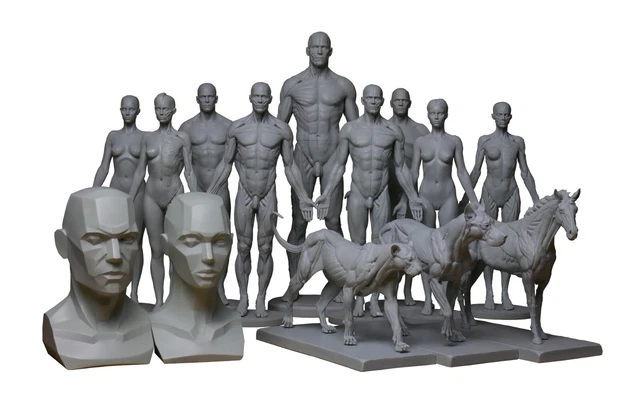 VARIOUS 3DTOTAL ANATOMY Figure Male Female Skin Ecorche Planar Bust £40 ...