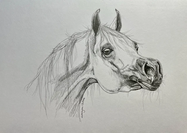 ORIGINAL DRAWING ART Pencil sketch arabian horse portrait 8”x10" A4 £27 ...