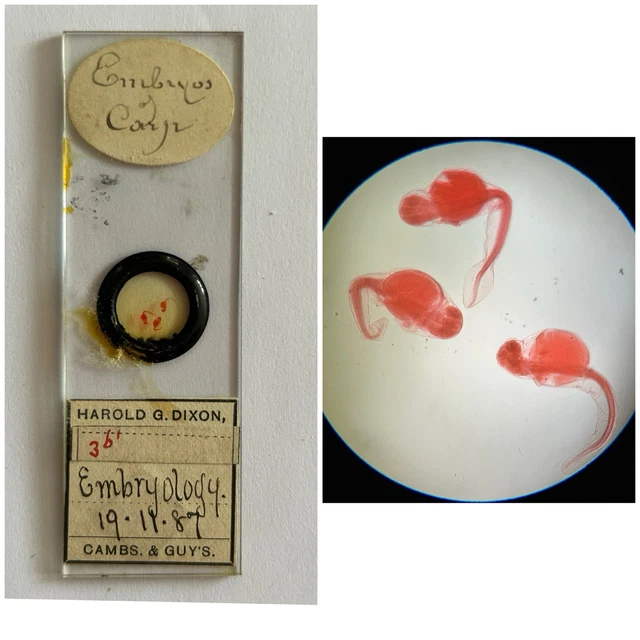 ANTIQUE MICROSCOPE SLIDE. Showing Embryo Of Carp. By Tempere. £10.00 ...