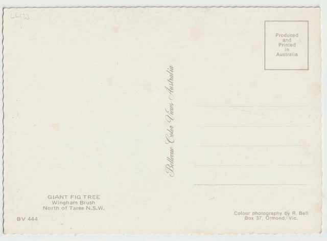 AUSTRALIA NEW SOUTH WALES NSW Giant Fig Tree WINGHAM BRUSH TAREE BV444 ...