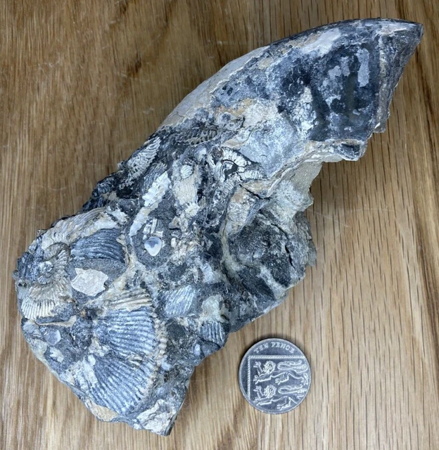 FOSSIL SPECIMEN, KOSMOCERAS Jason Nodule, Jurassic, Gloucsestershire ...
