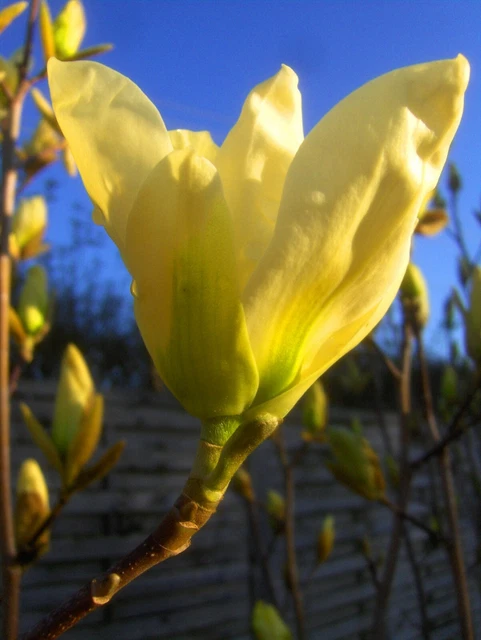 MAGNOLIA YELLOW BIRD, intensiv gelbe Magnolie, 100-120cm, Magnolienbaum ...