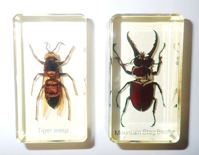 ENSEMBLE DE COLÉOPTÈRES frelons tigres et cerfs de montagne spécimen nommé ambre presse-papiers ...