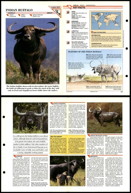 INDIAN BUFFALO #231 Mammals Wildlife Fact File Fold-Out Card £1.99 ...