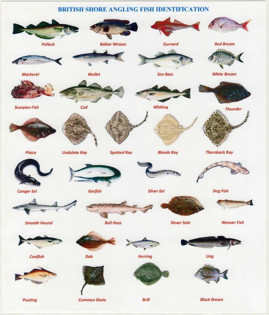 BRITISH SEA/SHORE ANGLING Fish Identification Card/ Sea Fishing tackle ...