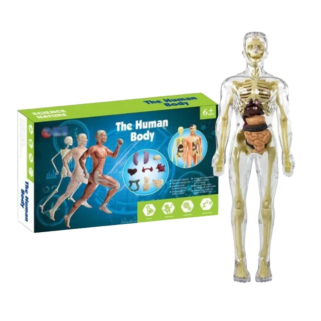 CLEAR 3D HUMAN Body Torso Model Torso Anatomy Figure Human Body Toy ...