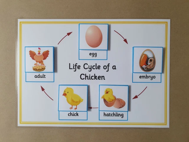 LIFE CYCLE OF a chicken, interactive worksheet, EYFS, KS1, nature ...