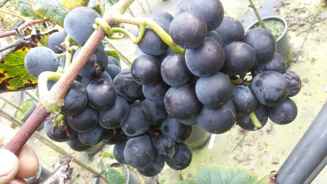 VITIS VINIFERA KYOHO Weinrebe Tafeltraube Wein Weintraube Winzersorte £ ...