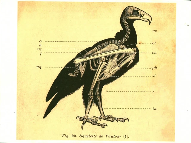 CURIOSITY CABINET POSTER Board A3 Animal Anatomy Vulture Skeleton £13. ...