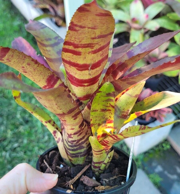 BROMELIAD NEOREGELIA BLUSHING Tiger $10.00 - PicClick AU