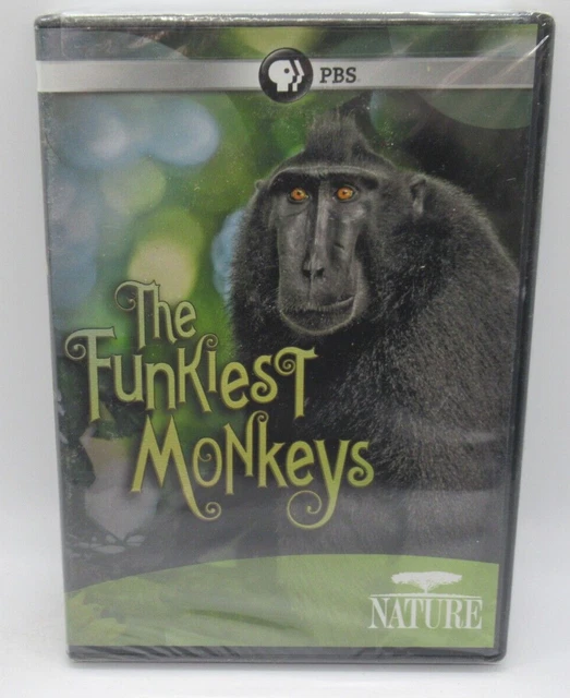 NATURE: THE FUNKIEST Monkeys Dvd Documentary, Crested Black Macaques ...
