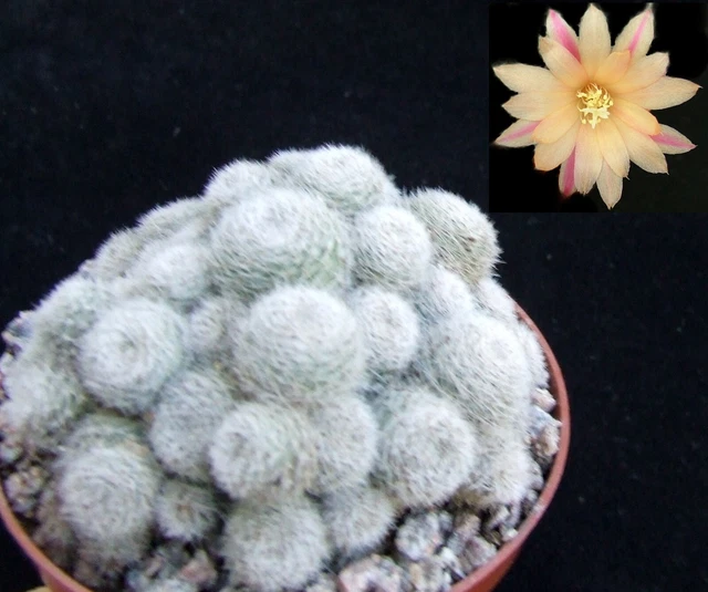 REBUTIA 'STRIPED PEACH' UK Hybrid flowering-size 7.5cm collectors ...