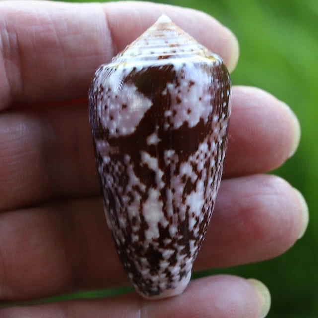 CONUS FLOCCATUS 54.4MM seashell conidae sea shells 230477 EUR 113,57 ...