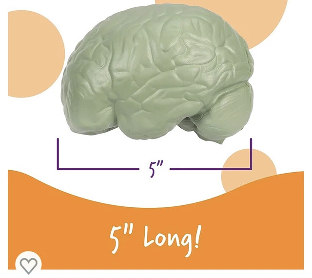 LEARNING RESOURCES CROSS Section Brain Model Develops Anatomy & Life ...