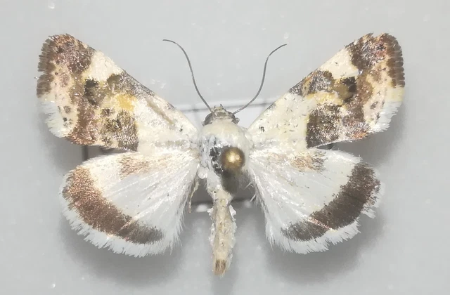 NOCTUIDAE - ACONTIA lucida - Le Collier blanc - ♂ - France 2023 EUR 1 ...