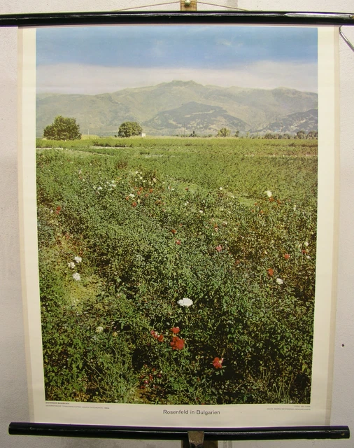 SCHOOL WALL MAP wall map picture red roses rose field Bulgaria rose oil ...