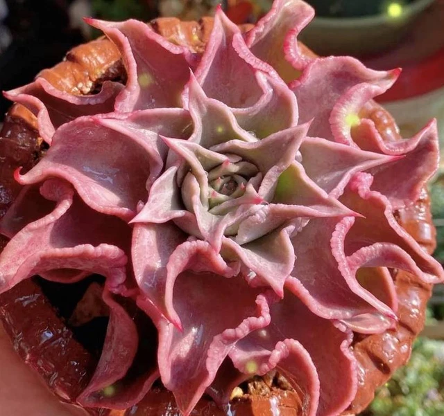 AU STOCK ECHEVERIA 'Madiba/Pink Lips' - Plants Rooted Succulent 5-94 ...