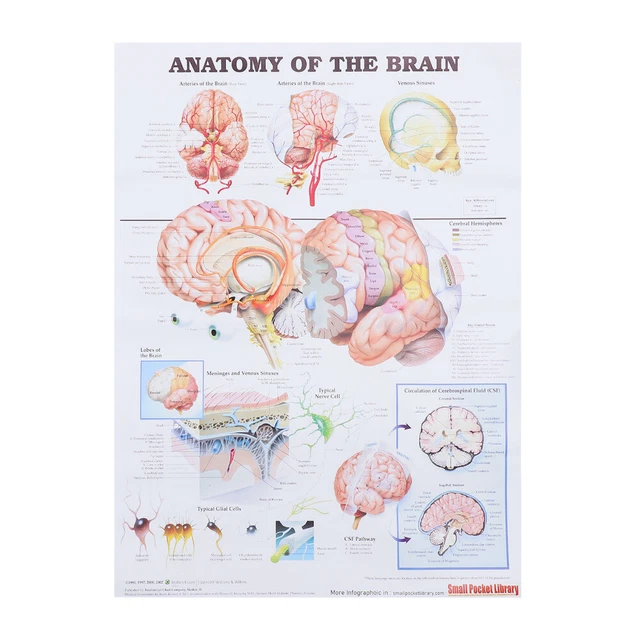 ANALYSIS POSTER HUMAN Brain Chart Anatomy Diagram Body Office £7.32 ...