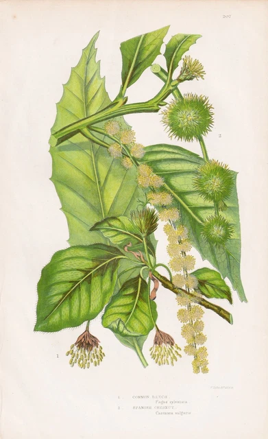 FAGUS SYLVATICA ROTBUCHE Buche Buchenbaum Botanik botany Pratt ...
