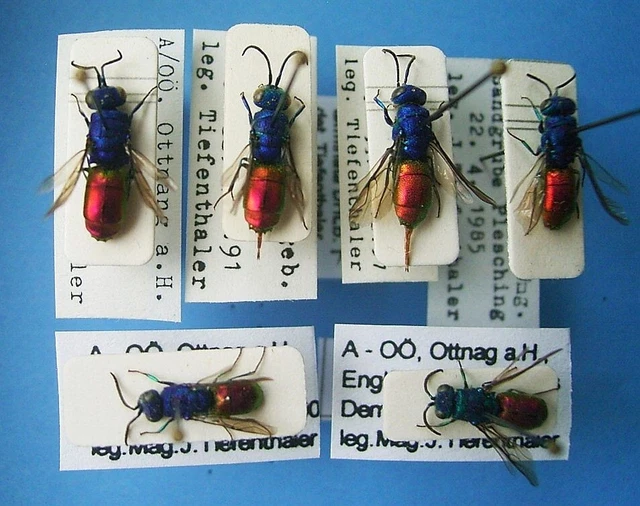HYMENOPTERA CHRYSIDIDAE CHRYSIS terminata, LOT, 4 f, 2 m., ex A EUR 6 ...