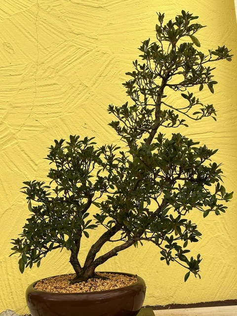 JOE BONSAI AZALEA Satsuki Rare Varietät " Hanabin " 30 Years Bowl Japan ...