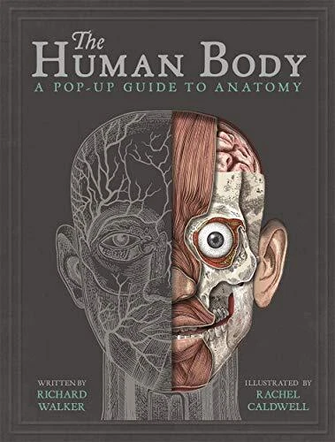 THE HUMAN BODY: A Pop-Up Guide to Anatomy by Richard Walker EUR 25,30 ...