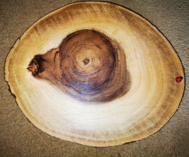 WOODEN SLAB SIGN - Live Edge Plane - Ladybird £9.99 - PicClick UK