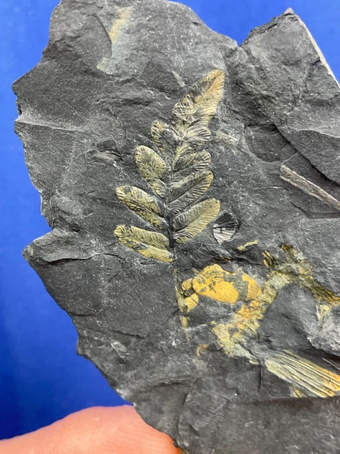 CARBONIFEROUS NEUROPTERIS, FOSSIL, Fossilien, Karbon, plant, Farn, Farn ...