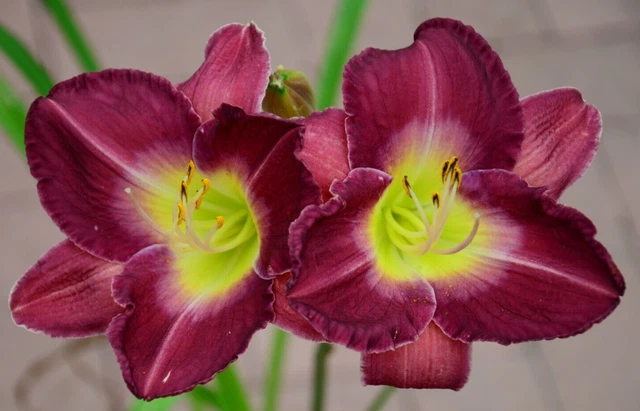 DAYLILY / HEMEROCALLIS - SEMIRAMIDE- Hardy Perennial - Cottage Garden ...
