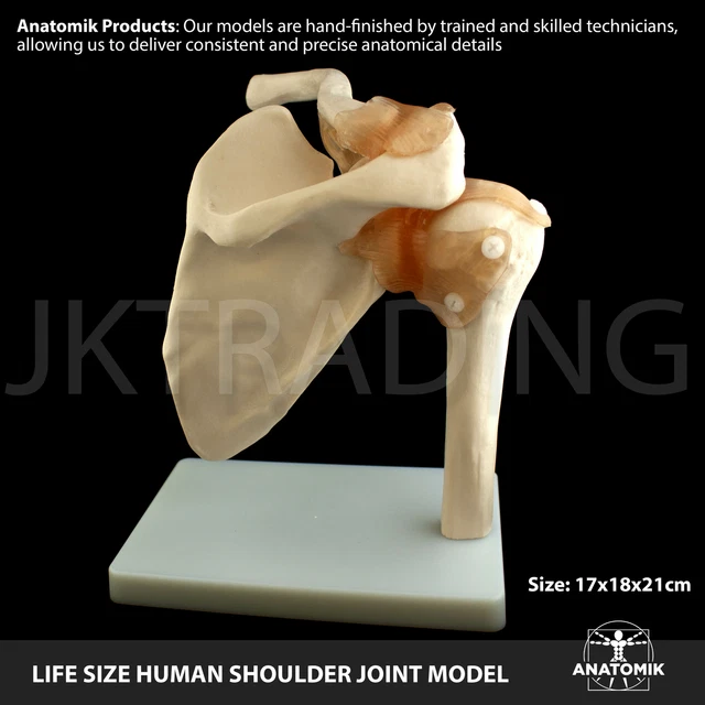LIFE SIZE HUMAN Shoulder Joint Model Skeleton Model Human Anatomy Model ...