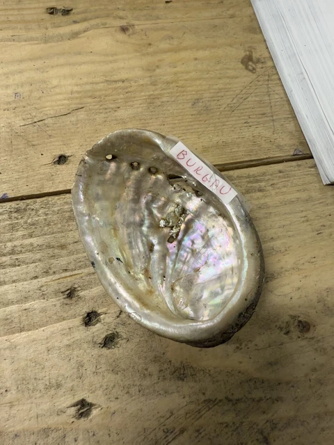 COQUILLAGE DE COLLECTION Nacré EUR 4,00 - PicClick FR