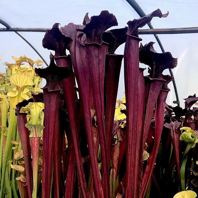 SARRACENIA FLAVA RED x Alata Black (carnivorous pitcher plant) £16.99 ...
