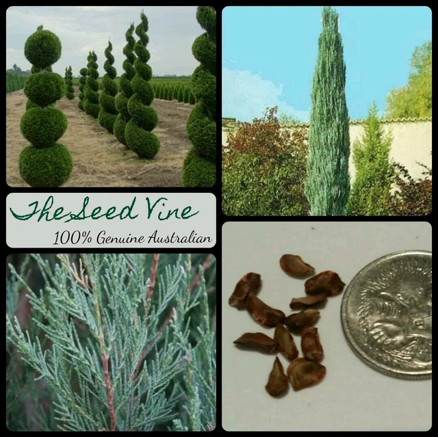 50+ ITALIAN PENCIL PINE SEEDS (Cupressus sempervirens) Privacy Conifer ...