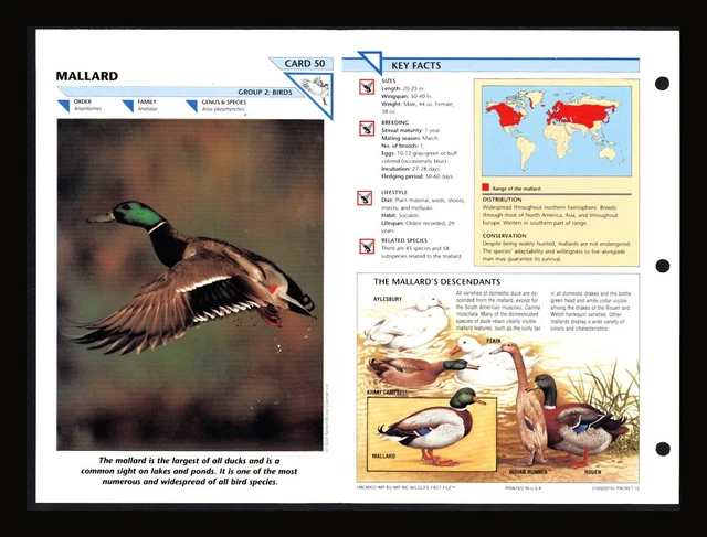 MALLARD WILD LIFE Fact File Bird Animal Card Home School Study 2.50 $3. ...