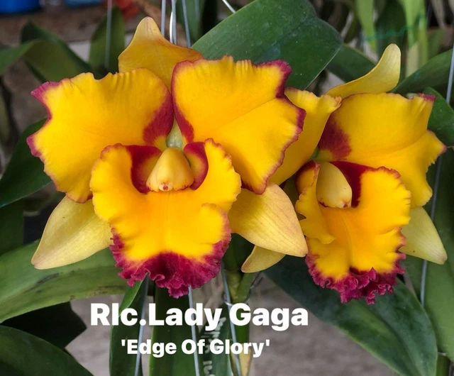 ORCHID PLANT 1549. Cattleya Lady Gaga 'Edge of Glory' nice mericlone in ...