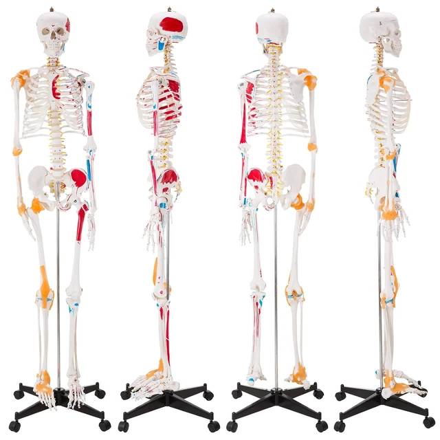 HUMAN SKELETON MODEL, Life Size Anatomical Skeleton Replica with Spinal ...
