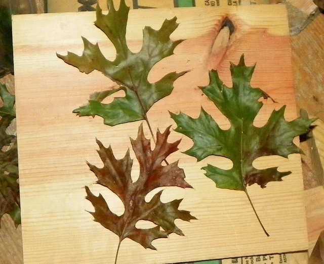 RARE MAPLE OAK tree seed ling (quercus acerifolia) bonsai acorn RaRe ...