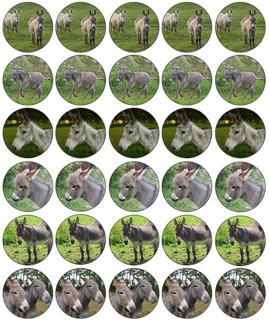 DONKEYS CUPCAKE TOPPERS Edible Icing Wafer Decor Birthday Party Animal Zoo Mule £2.25 - PicClick UK