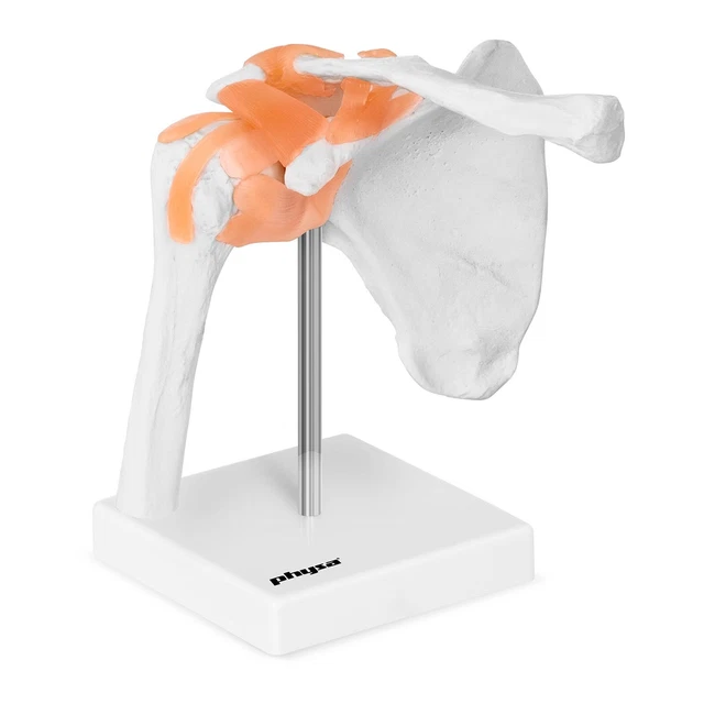 HUMAN SHOULDER JOINT Model Realistic Tendon Anatomical Medical Teaching ...