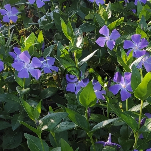 VINCA MAJOR - Pervinca (pianta da vaso/giardino) EUR 3,00 - PicClick DE