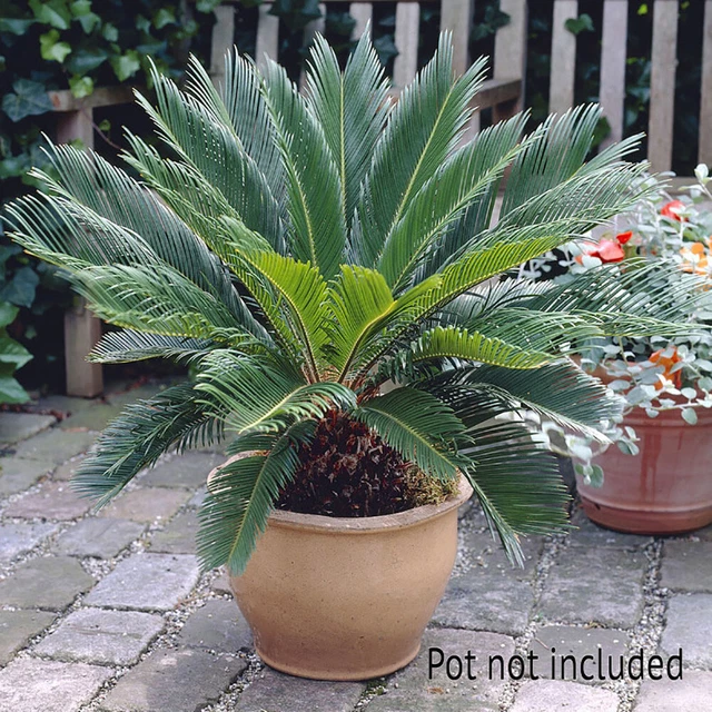 CYCAS REVOLUTA SAGO Palm 18cm pot, 40-50cm Tall £59.99 - PicClick UK