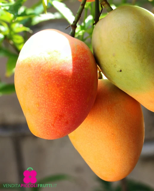 PIANTA DI MANGO Mangifera Indica 'KENSINGTON' - innestata- in vaso- h ...