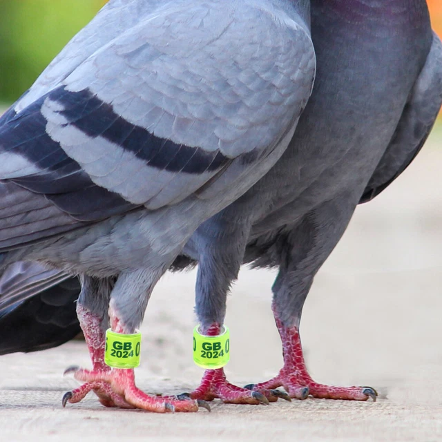 100 PCS PIGEON Anklet Bird Leg Identification Ring £11.15 - PicClick UK