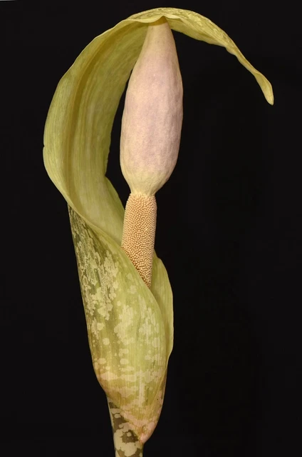 AMORPHOPHALLUS AMYGDALOIDES. VOODOO Lily. 8cm tuber. Flowering size ...