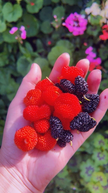 2X NATIVE RASPBERRY Australian Native Bush Tucker Edible Plants self ...