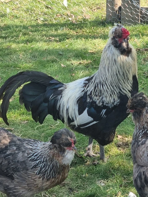 6 QUALITY SILVER Duckwing Araucana Hatching Eggs + 2 Free Eggs (LF) £26 ...