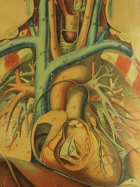 ANTIQUE ANATOMICAL CHART (IV.) Human Anatomy Circulatory Signed by E ...